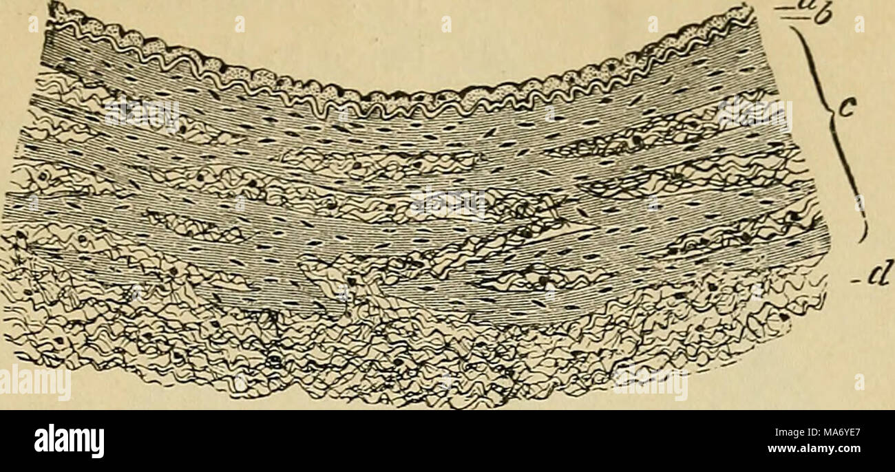 . Elementary physiology . Fig. 58.—Transverse section of part of the ...