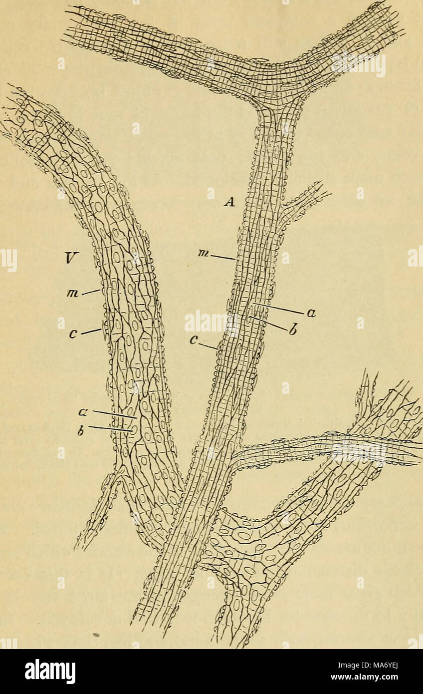 . Elementary physiology . Fig s6.-A small artery, A, and vein, J", from ...