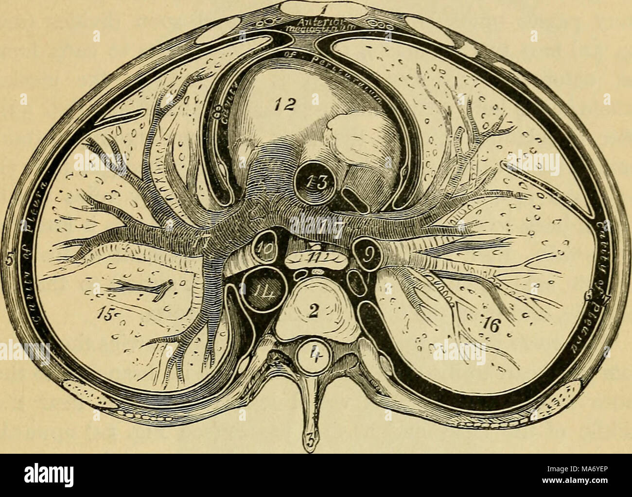 . Elementary physiology . Fjg. 53.—Transverse section through the ...