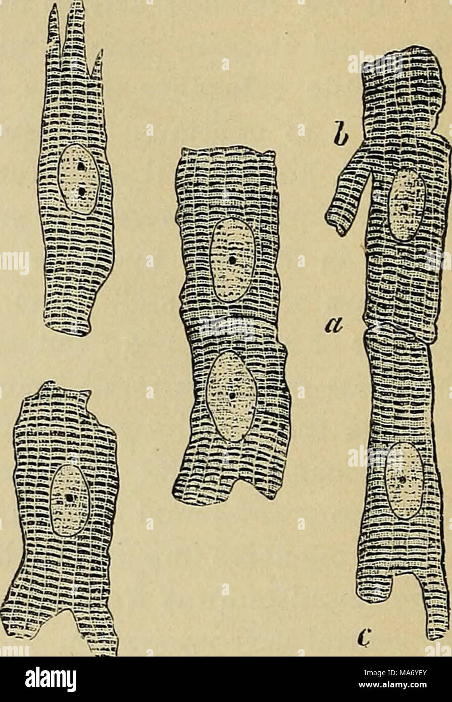 . Elementary physiology . Fig. 46.—Muscular 'fibres from the heart ...