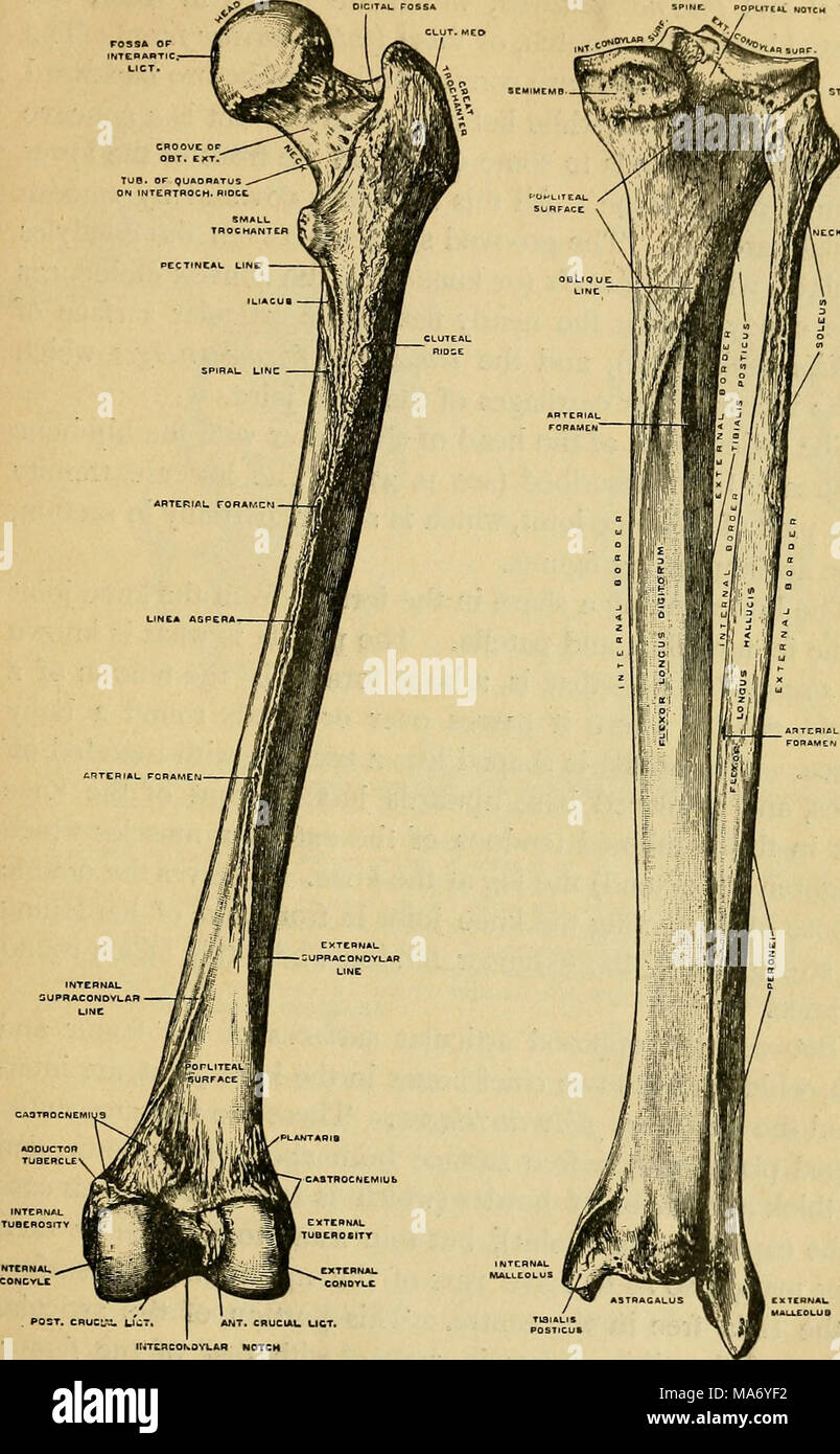 . Elementary physiology . Fig. 32^Right tibia and fibula, from behind ...