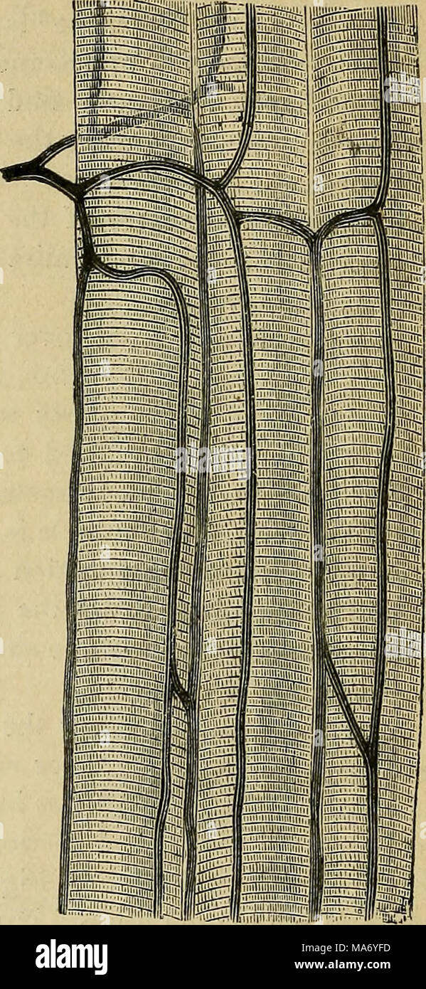 Sarcolemma hi-res stock photography and images - Alamy