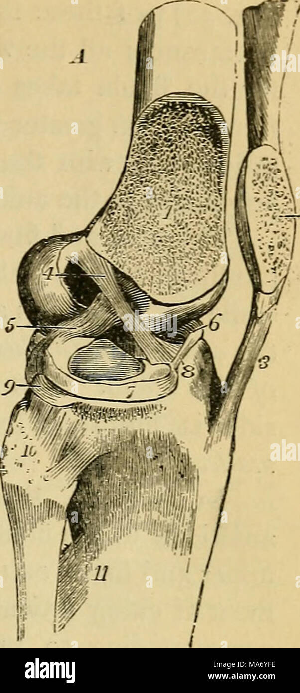 . Elementary physiology . Fig. 33.—The superficial parts of the knee ...