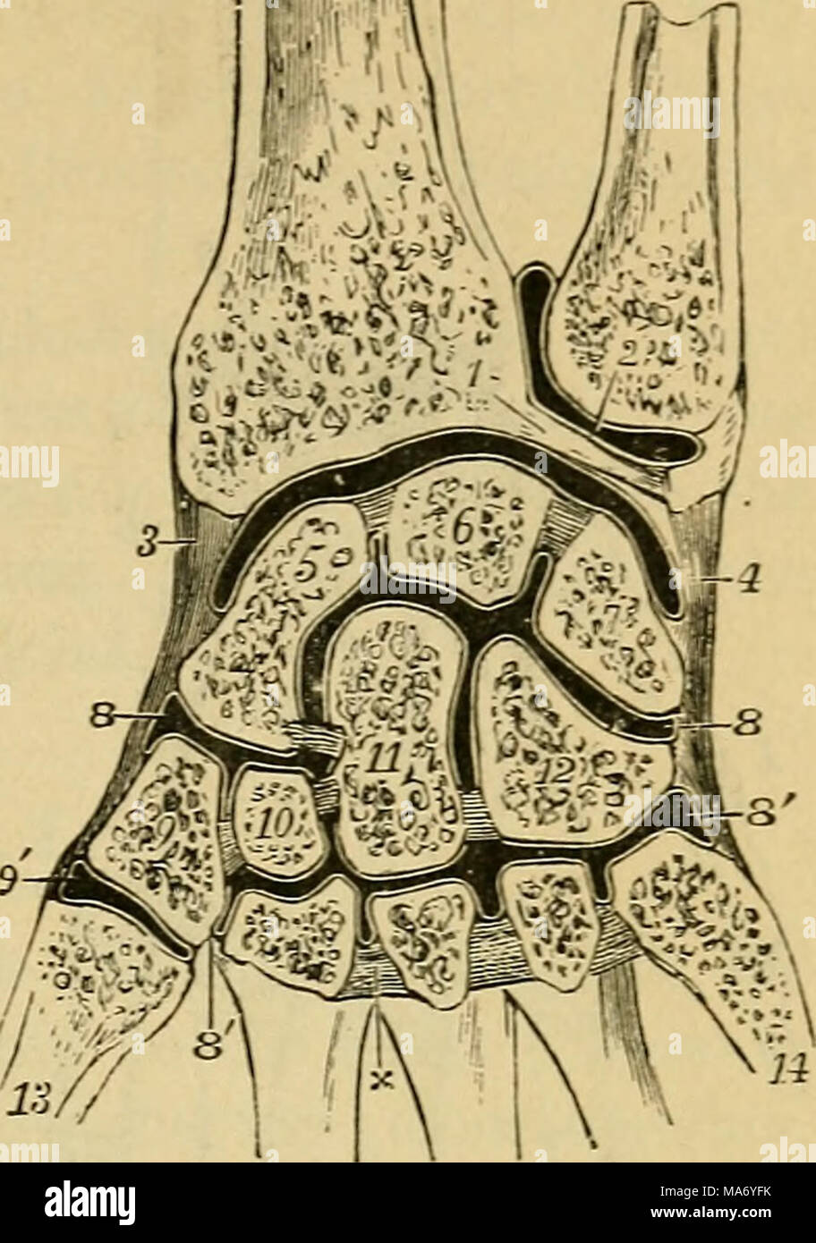 . Elementary physiology . between the radius and three of the carpal ...