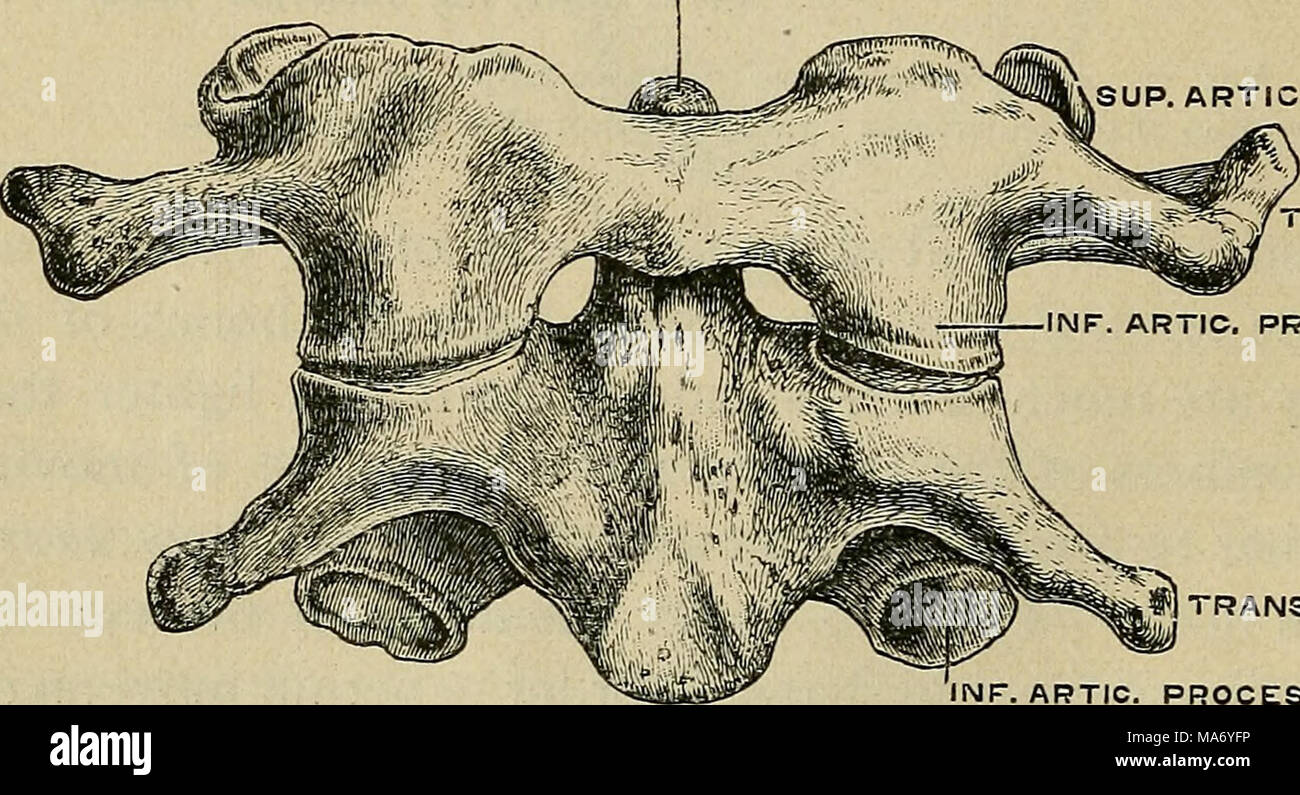 Condyles hi-res stock photography and images - Alamy
