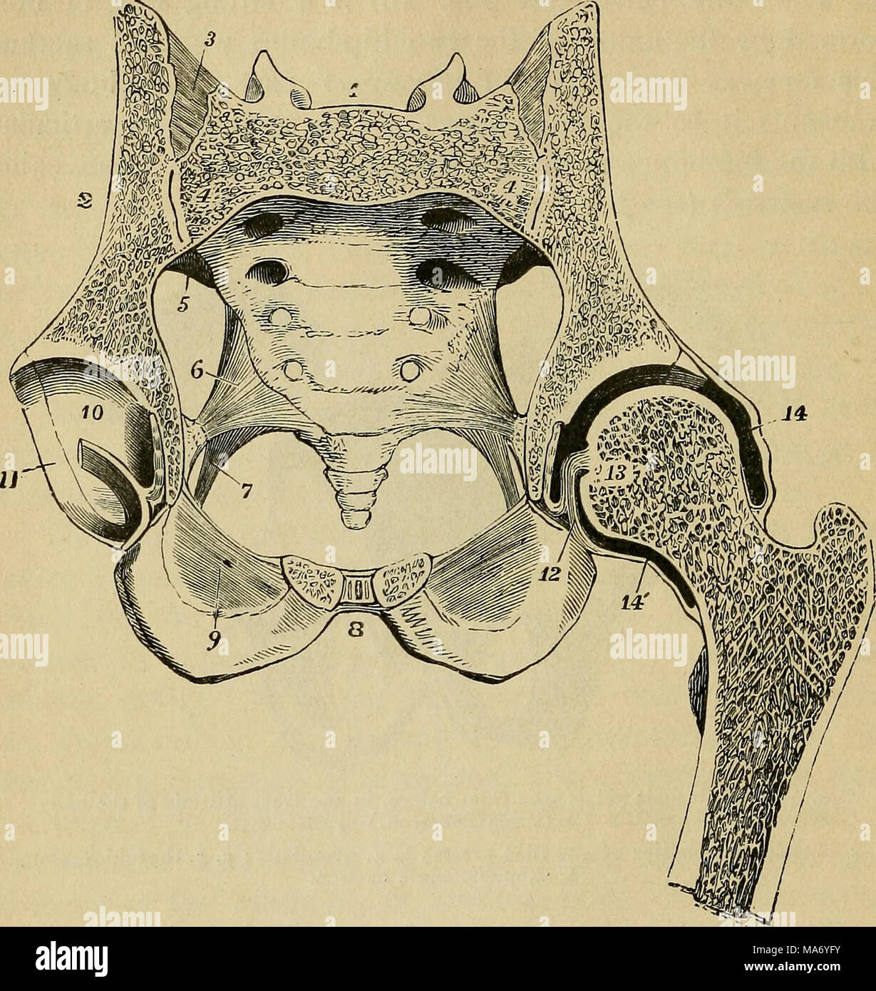 . Elementary physiology . Fig. 20.—Transverse oblique section of the ...