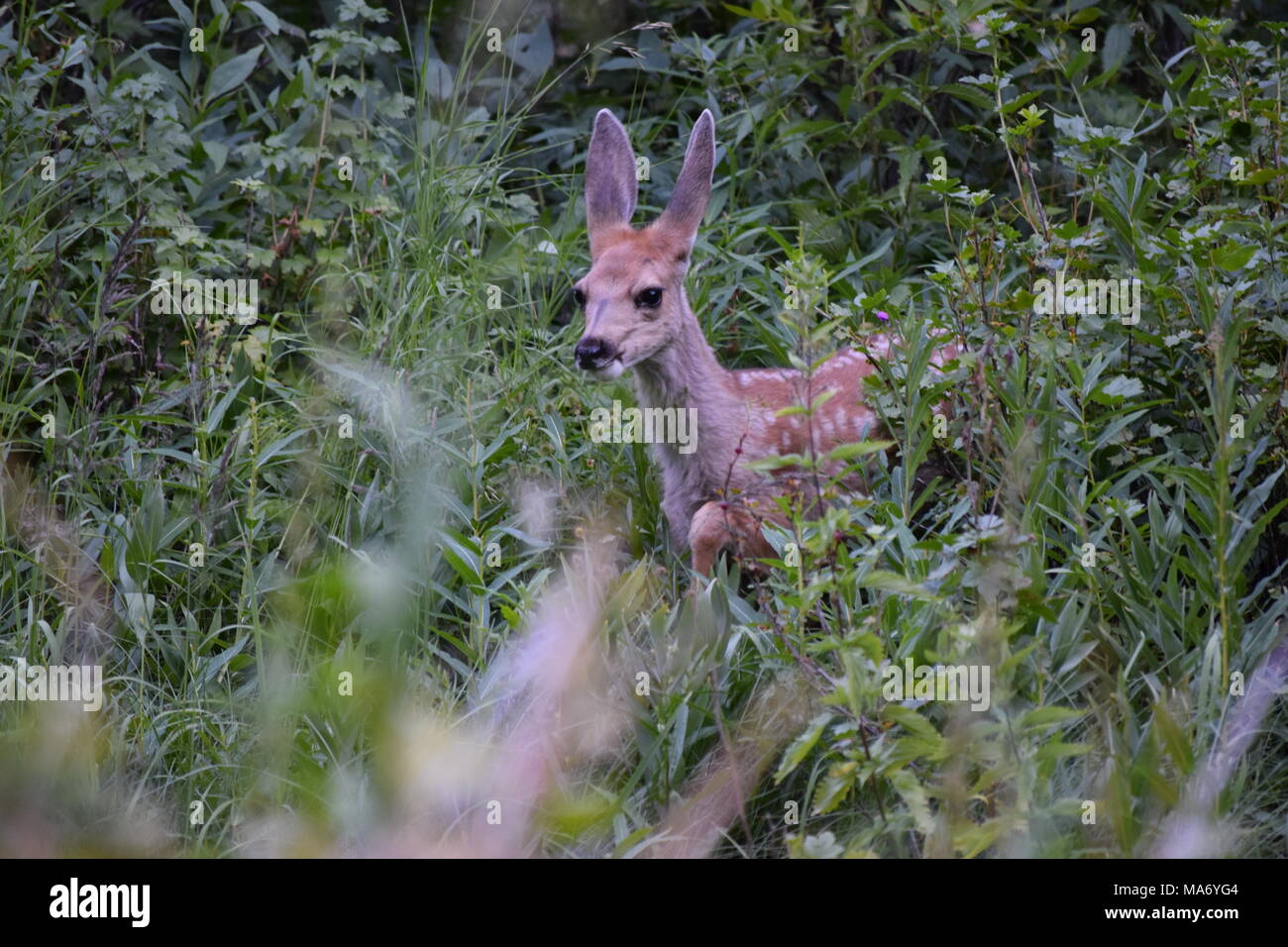 Sneaky deer hi-res stock photography and images - Alamy