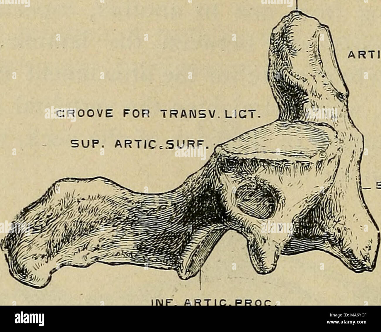 Odontoid process hi-res stock photography and images - Alamy