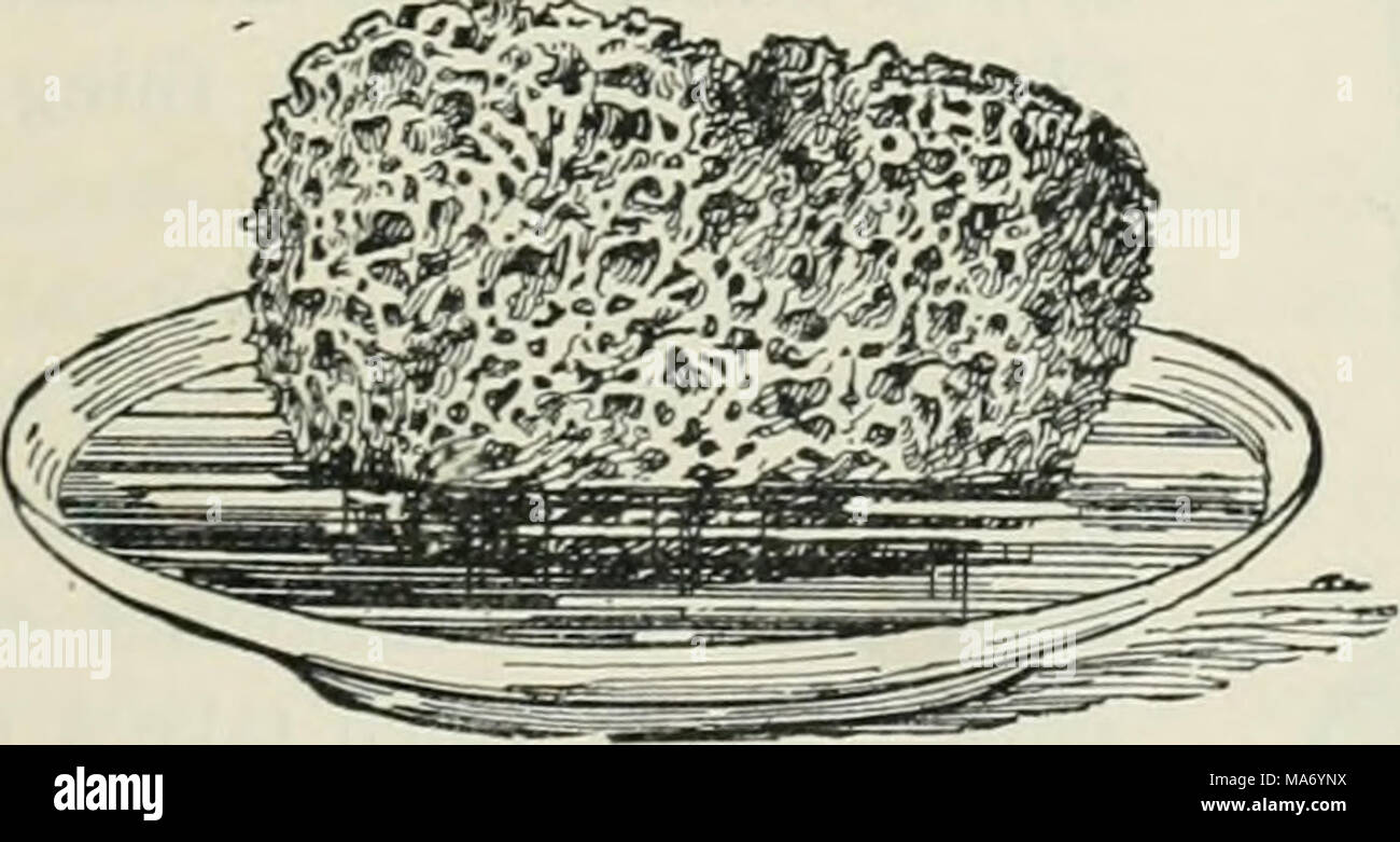 . Elementary physics and chemistry: first stage . Fig. 7.—A sponge is ...