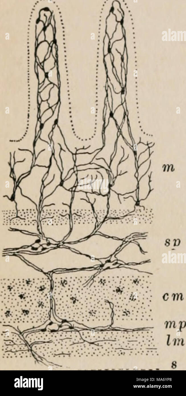 . The elementary nervous system . Fio. 37.—Diagram of the nerv- ous ...