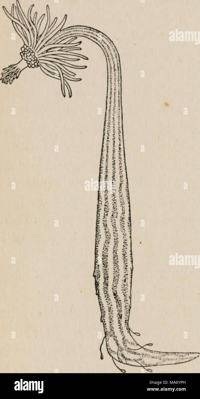. The elementary nervous system . Fio. 43.—Side view of the hydroid ...
