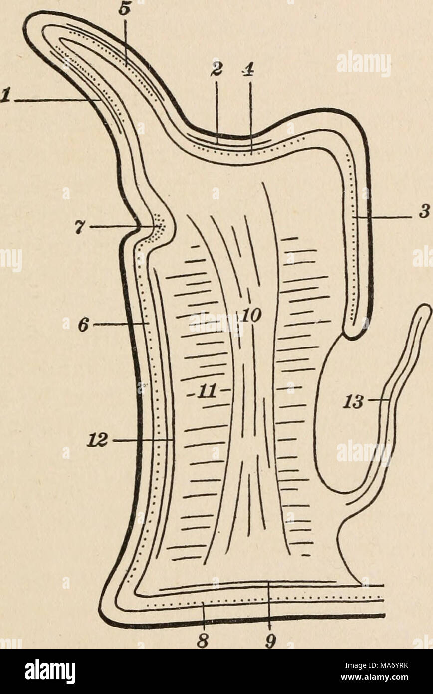 Metridium Longitudinal Section