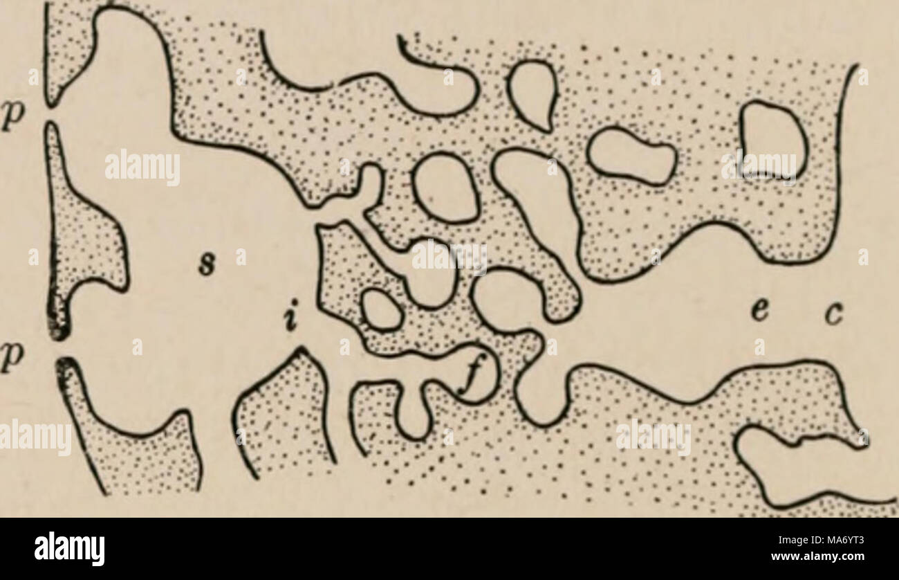 . The elementary nervous system . Fio. 5.—Radial portion of a ...