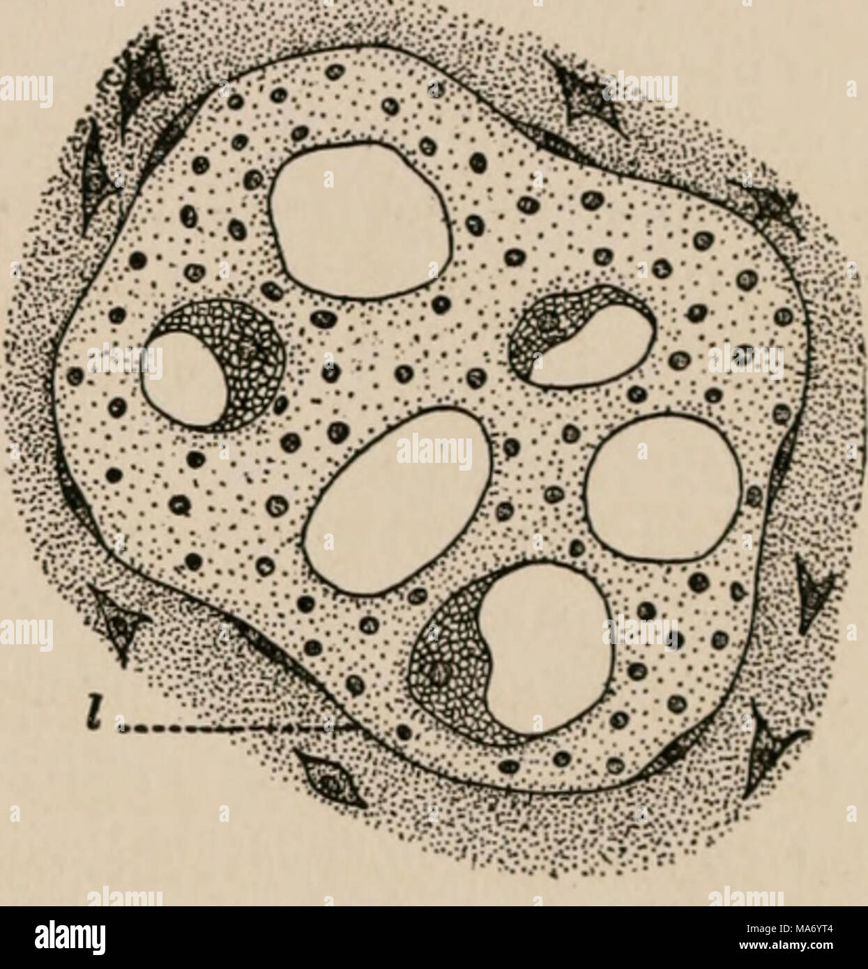 Dermal cells hi-res stock photography and images - Alamy