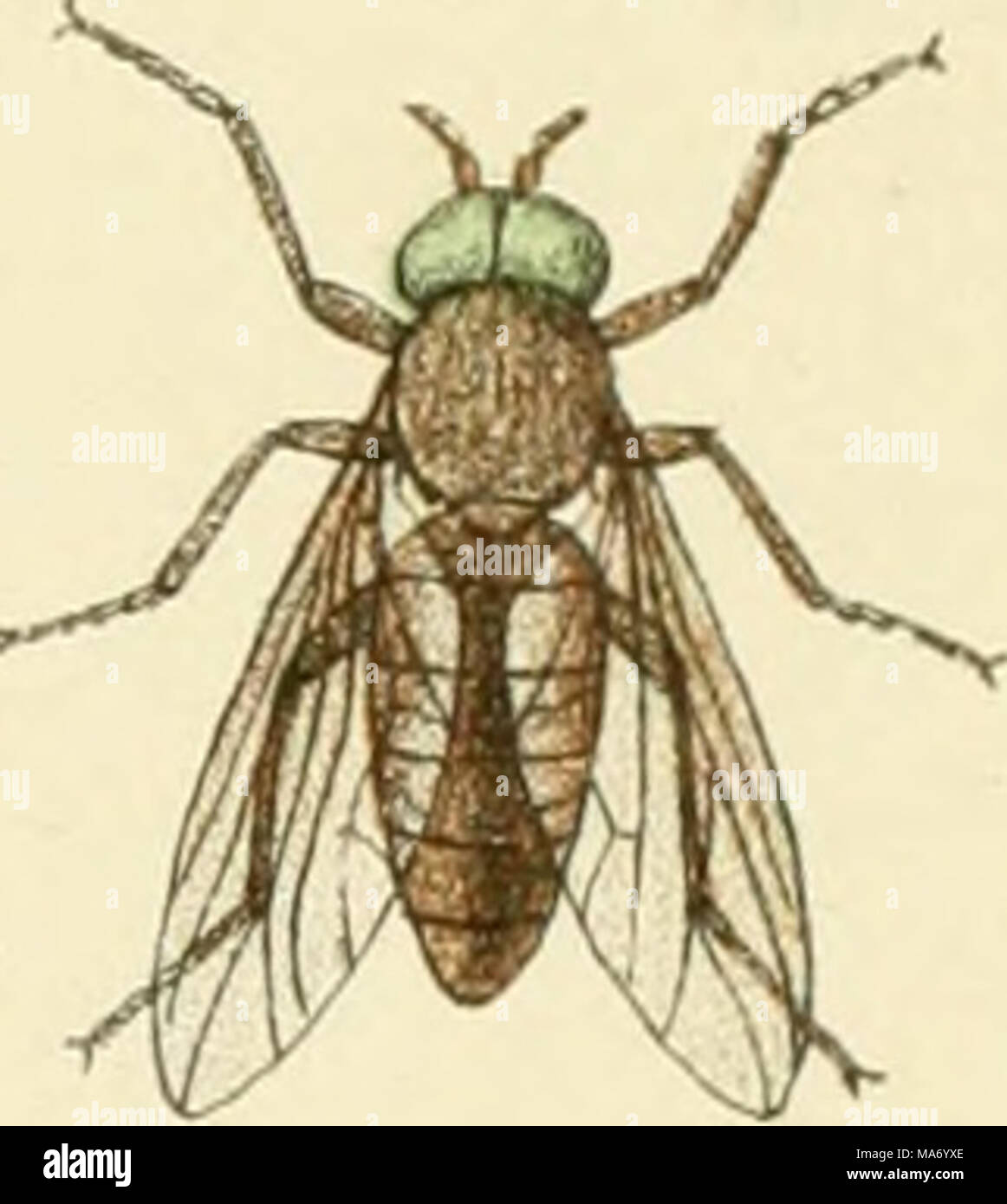 . An elementary manual of New Zealand entomology; being an introduction ...
