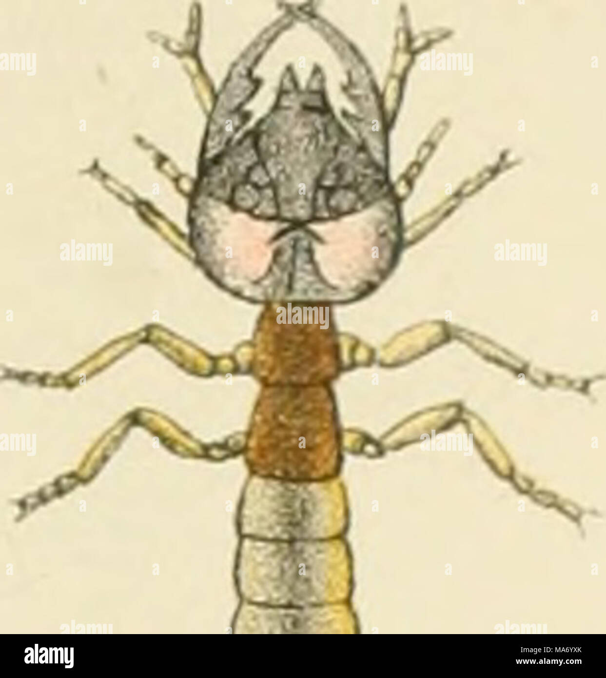 . An elementary manual of New Zealand entomology; being an introduction ...
