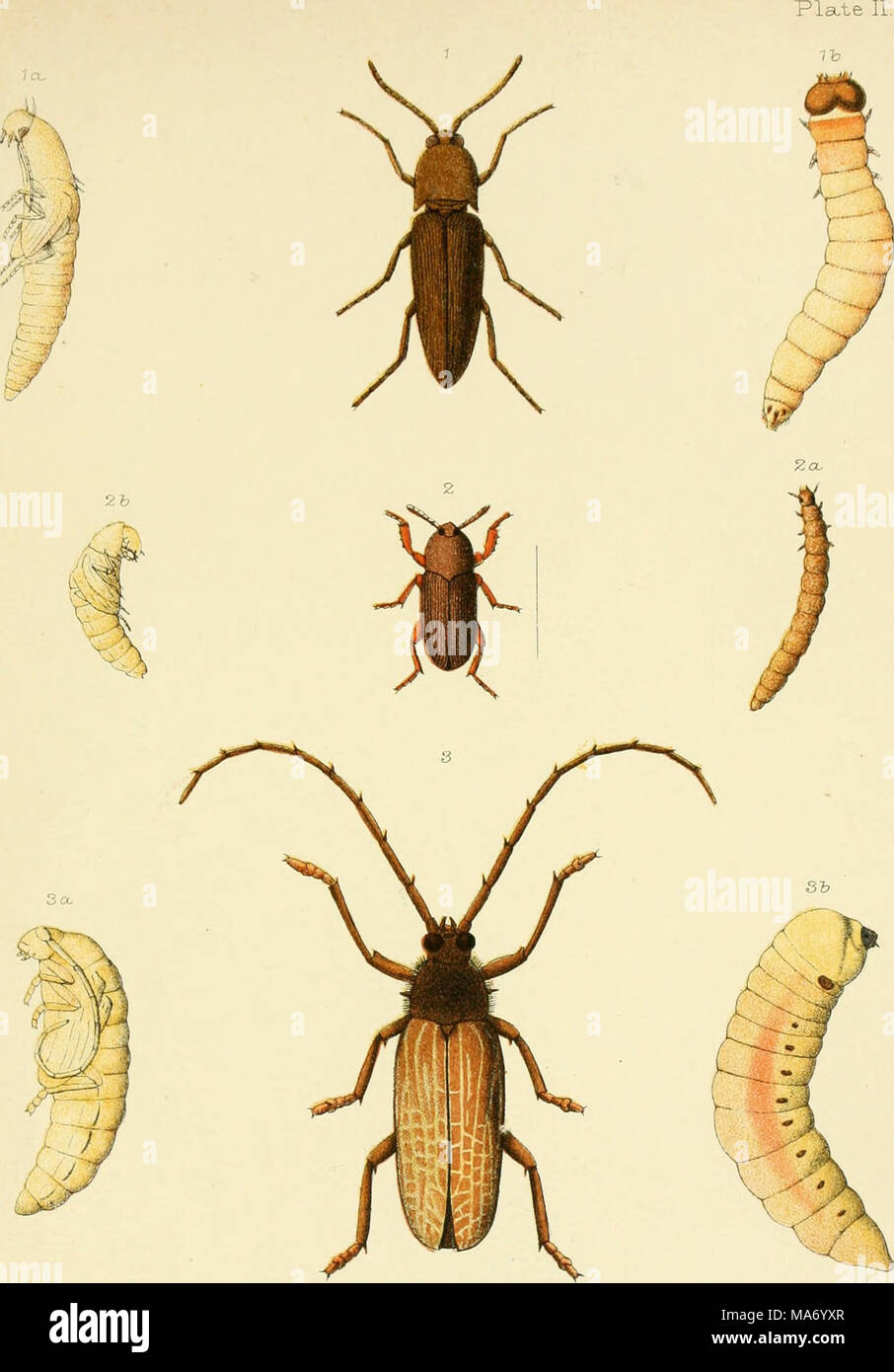 . An elementary manual of New Zealand entomology; being an introduction ...