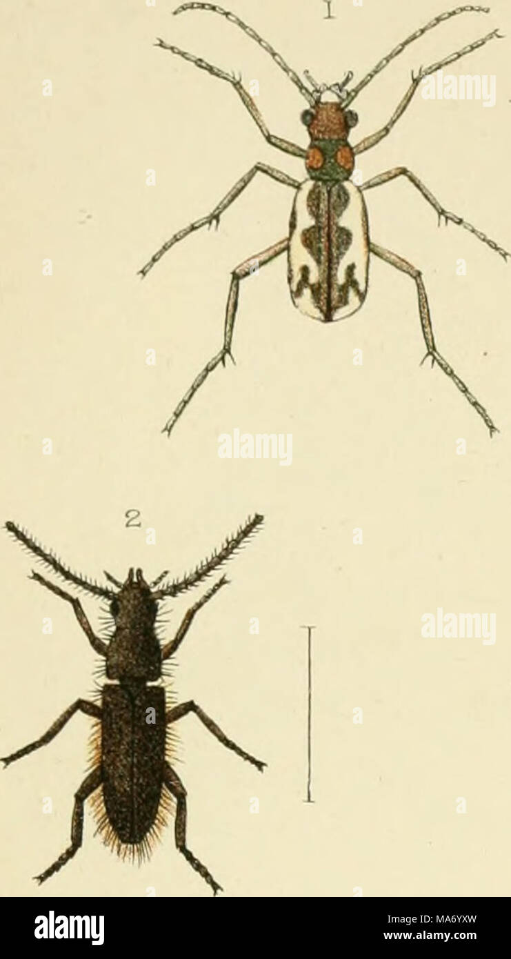 . An elementary manual of New Zealand entomology; being an introduction ...