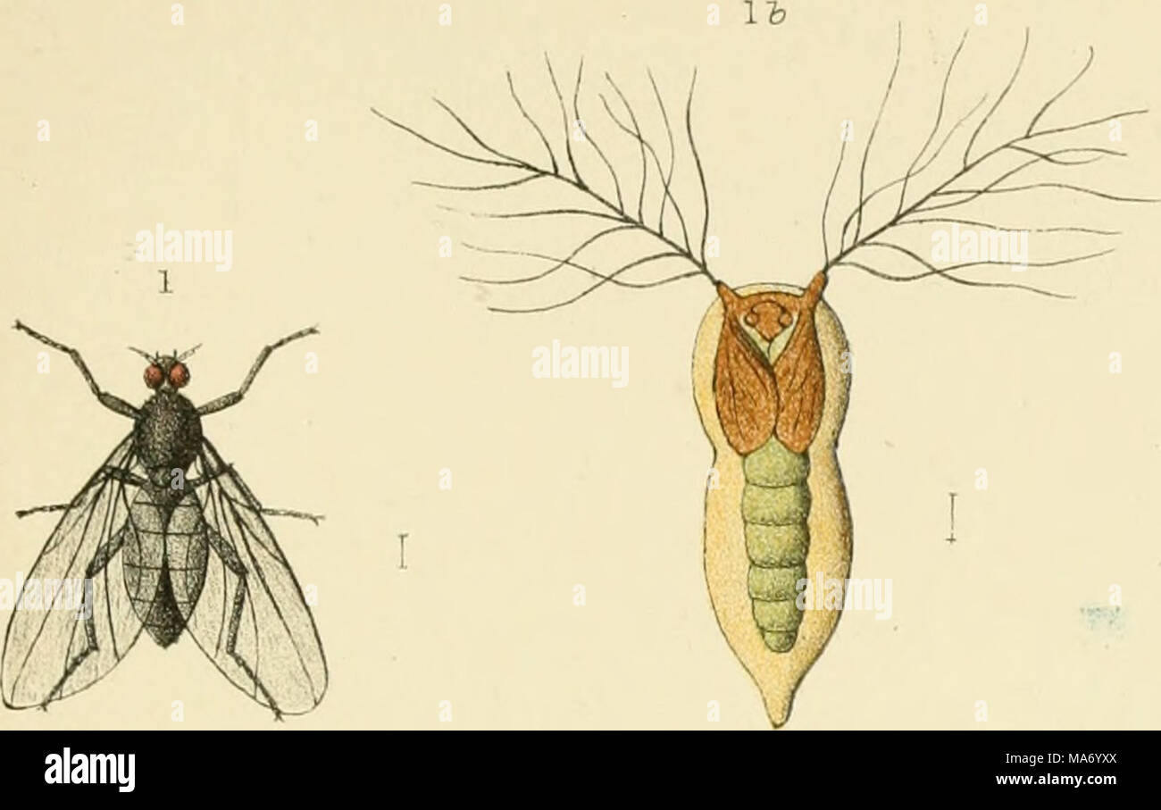 . An elementary manual of New Zealand entomology; being an introduction ...