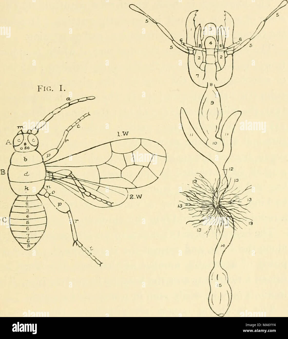 . An elementary manual of New Zealand entomology; being an introduction ...