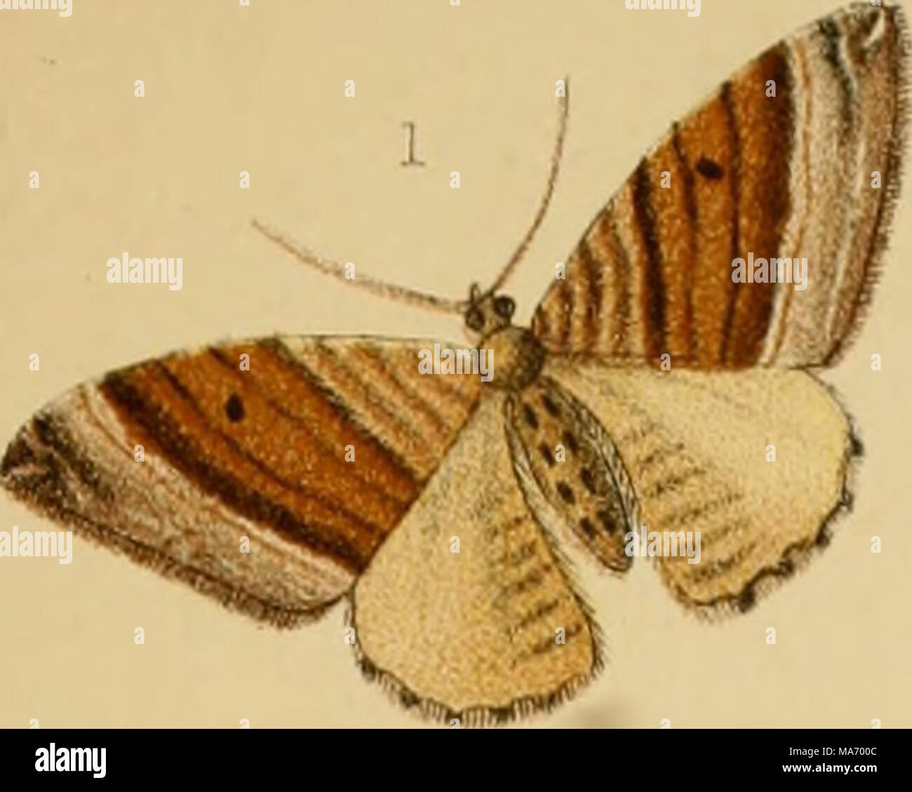 . An elementary manual of New Zealand entomology : being an ...