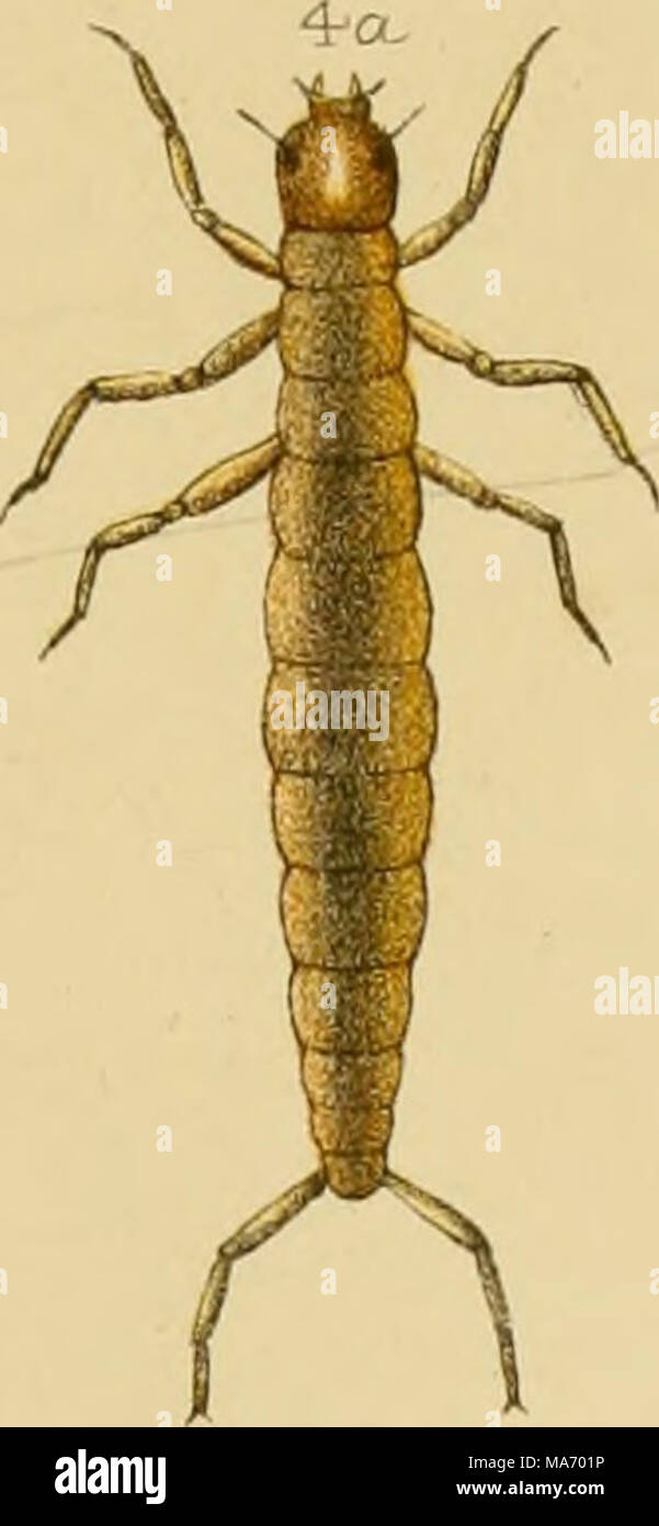 . An elementary manual of New Zealand entomology : being an ...