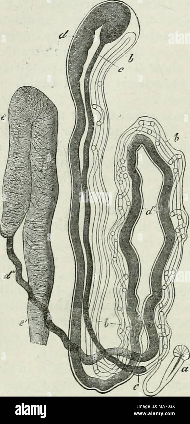 Comparative analysis of morphological traits hi-res stock photography ...
