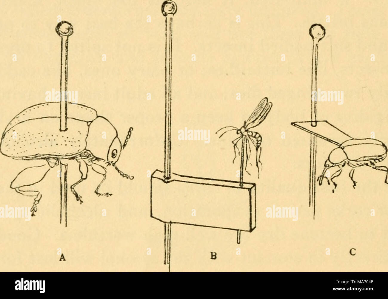 Elementary lessons on insects
