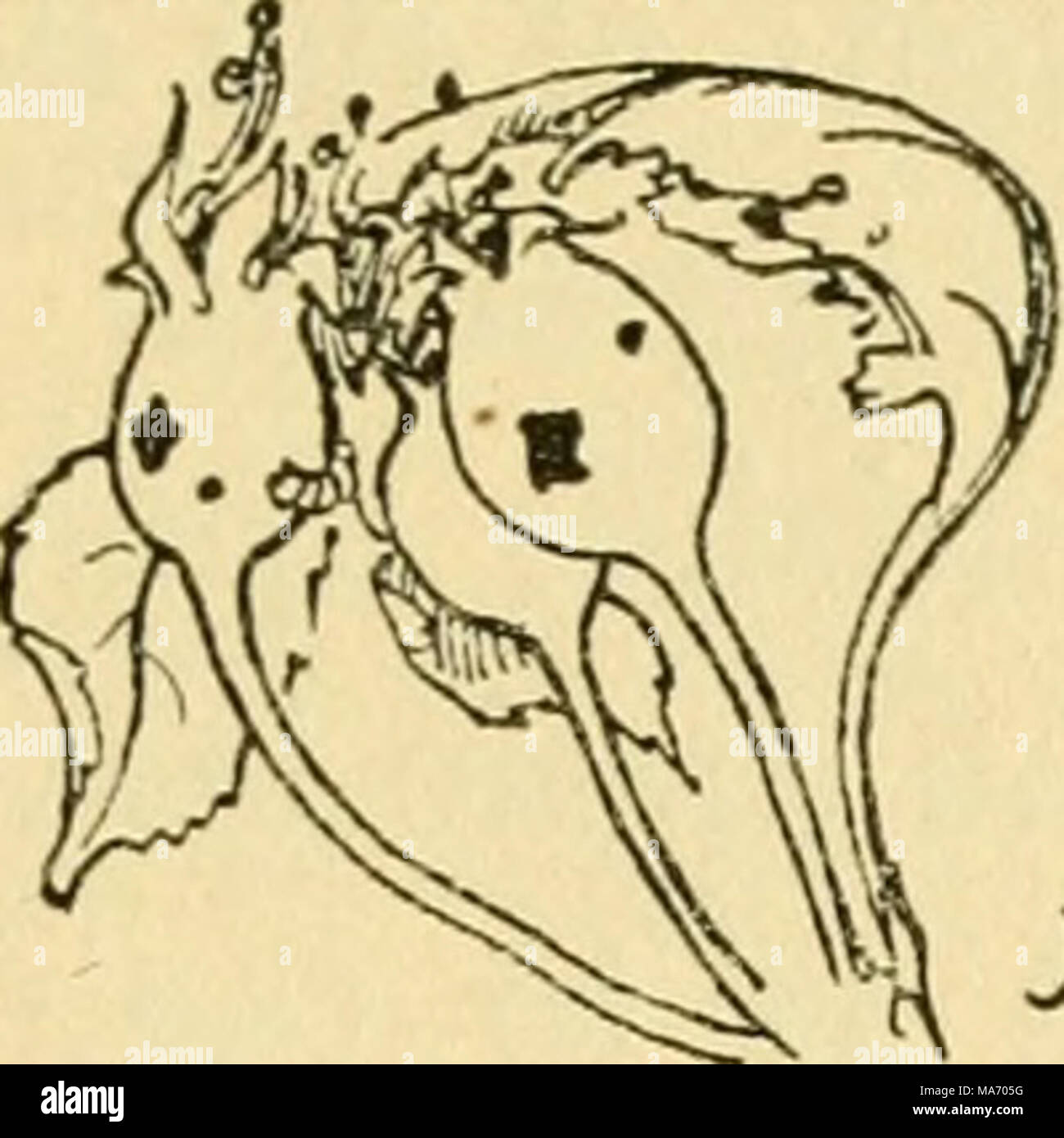 . Elementary lessons on insects . JUNE AUGUST Stock Photo - Alamy