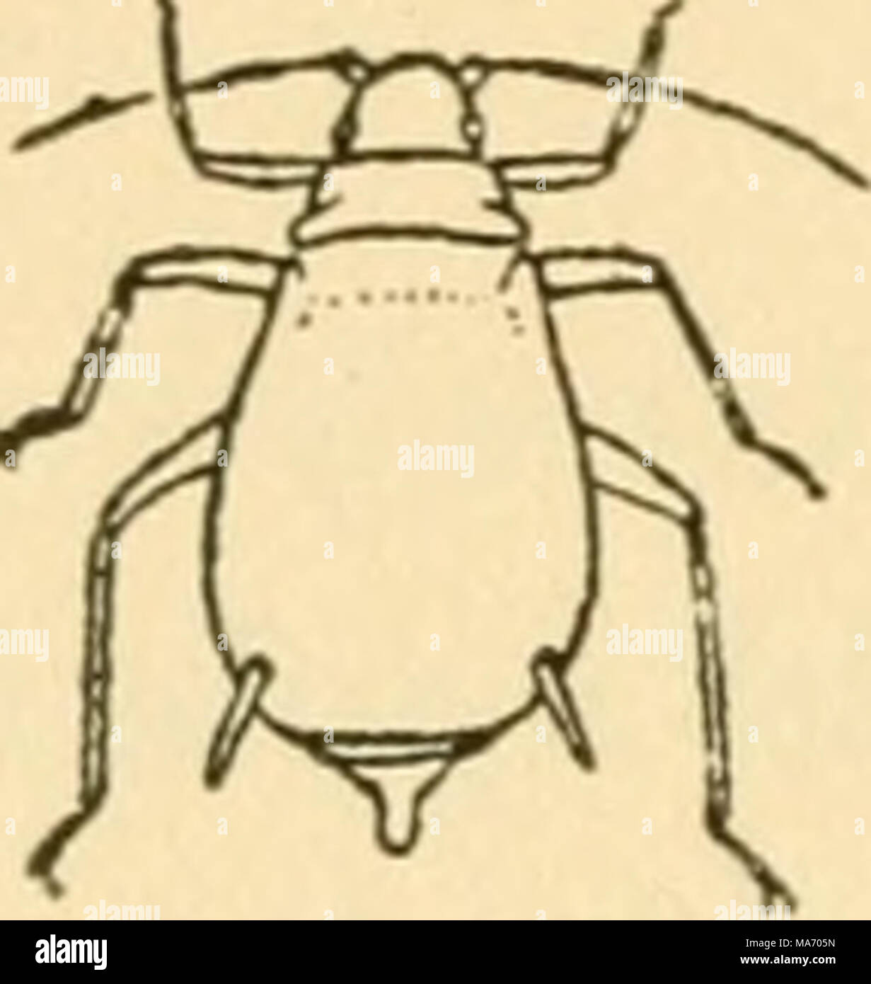 Apple aphis hi-res stock photography and images - Alamy