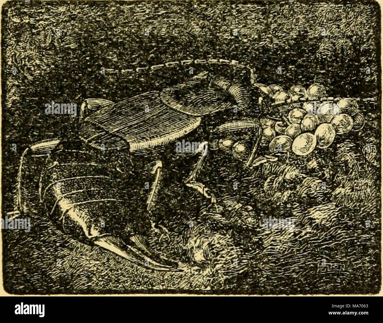 . Elementary lessons on insects . Fig. 56. -Female earwig with her nest ...