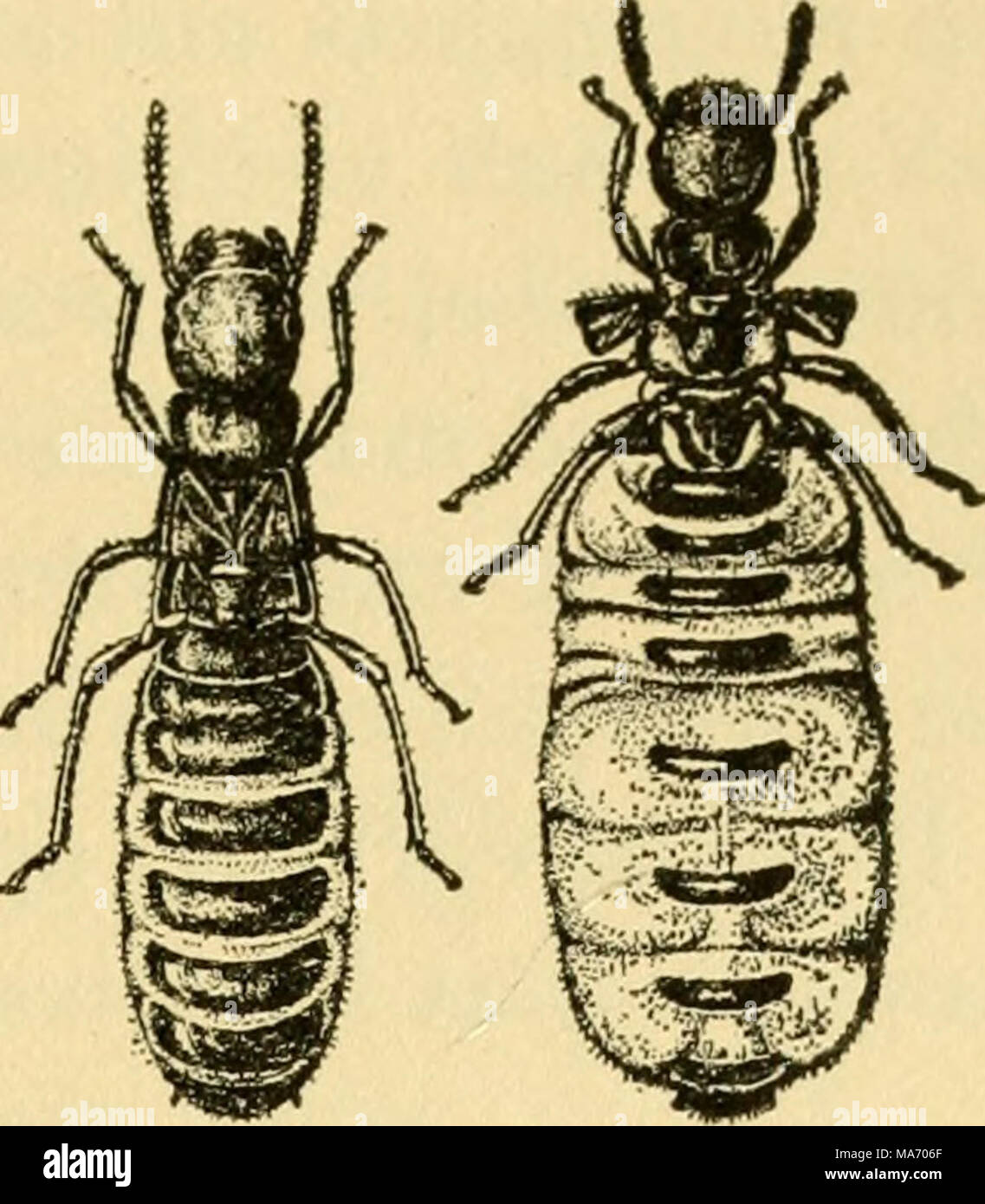 Earwigs group hi-res stock photography and images - Alamy