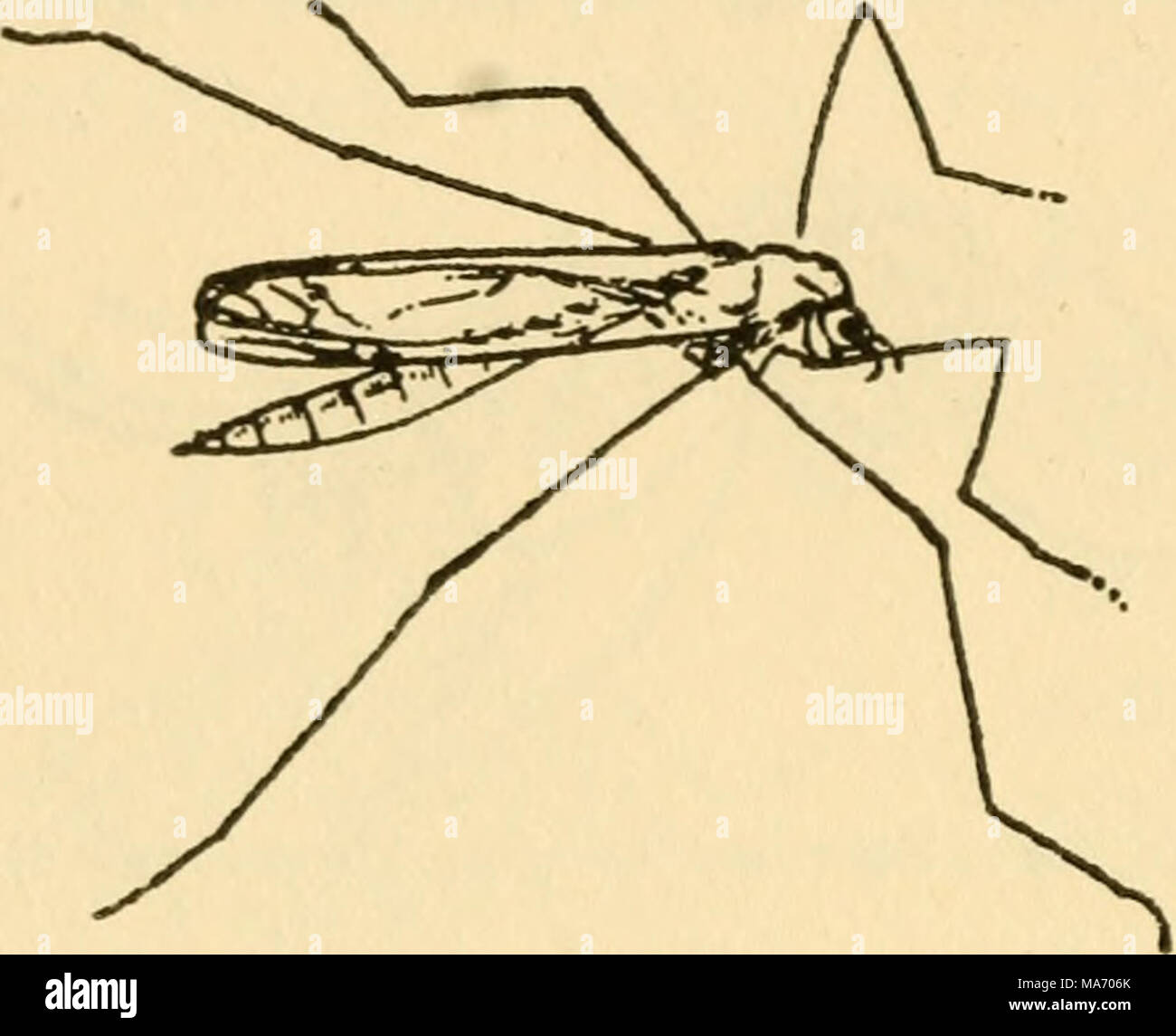 . Elementary lessons on insects . Fig. SO.—An adult crane fly. Tipula ...