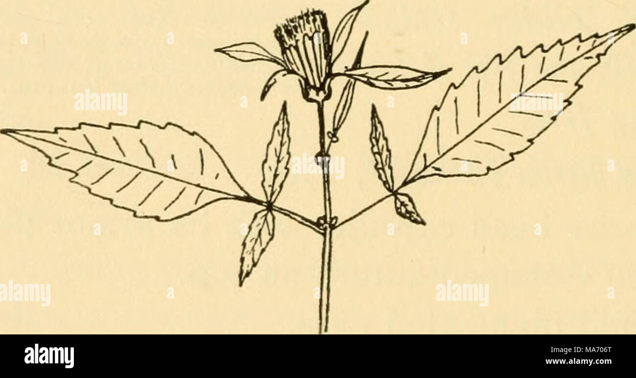 . Elementary lessons on insects Stock Photo - Alamy