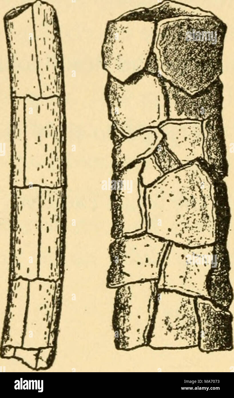 . Elementary lessons on insects . Fig. 30.—The portable cases of two ...