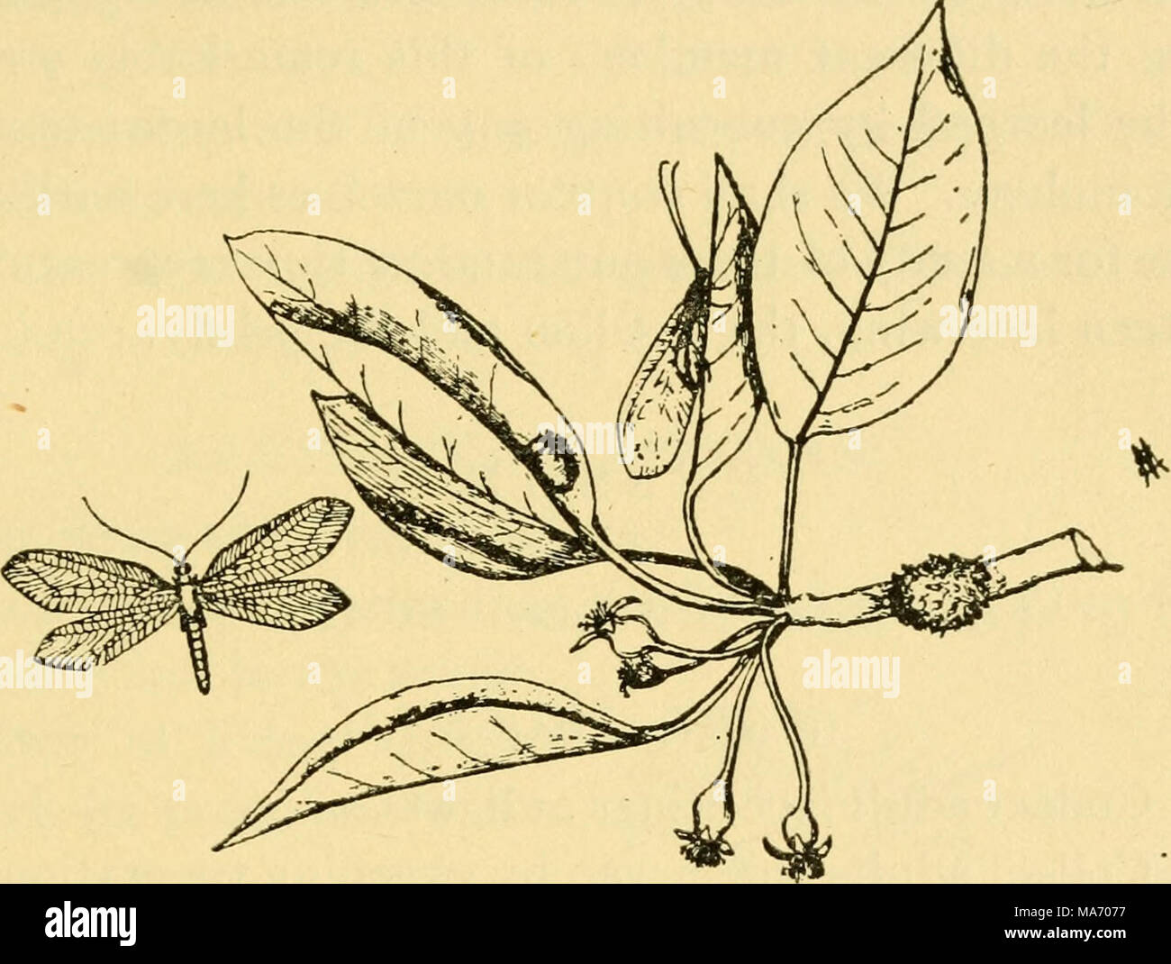 Demon classification hi-res stock photography and images - Alamy