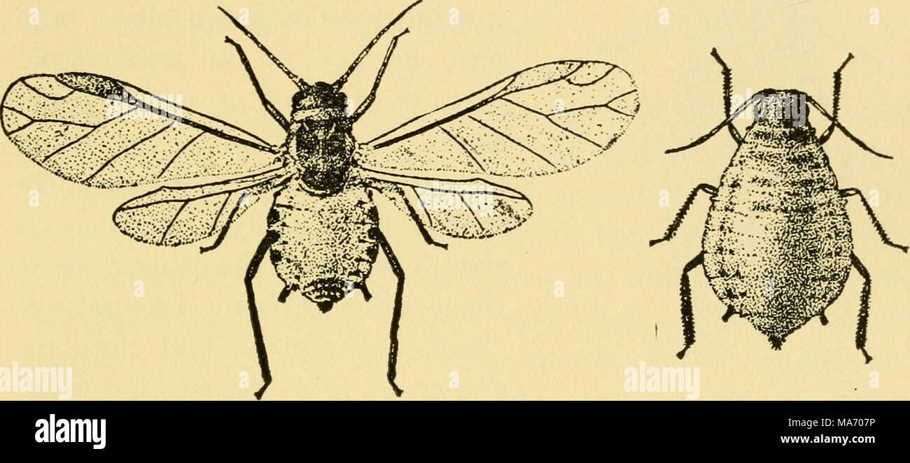 . Elementary lessons on insects . Fig. 27.—Aphids; winged and wingless ...
