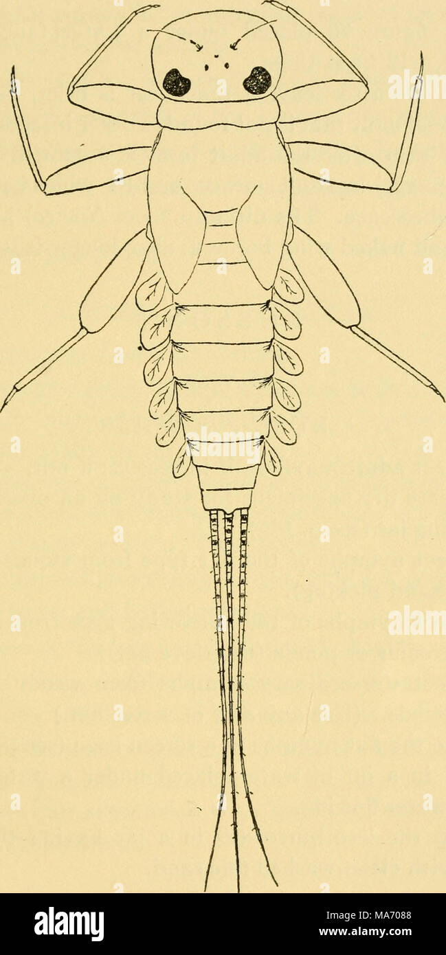 . Elementary lessons on insects . Fig. 22.—The flat nymph of the mayfly ...