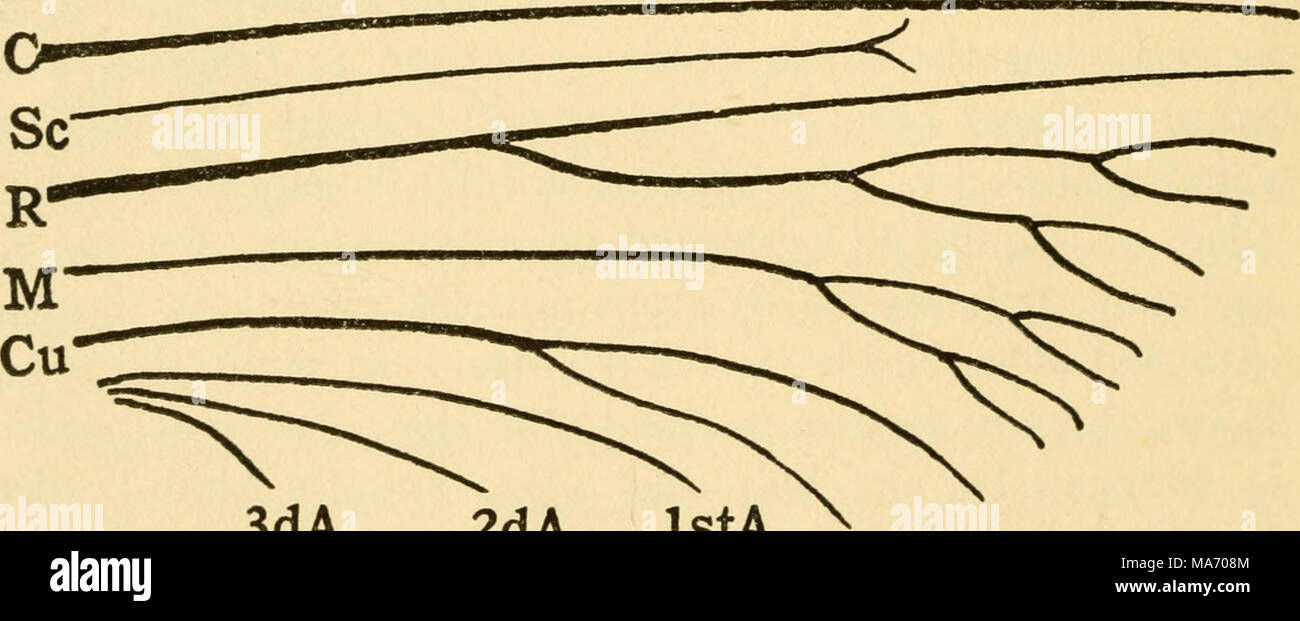 . Elementary lessons on insects . 3dA 2dA IstA Fig. 4.—Diagram of the ...