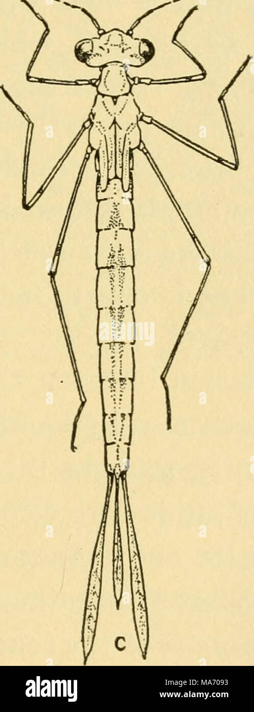 Damselfly Nymph Drawing