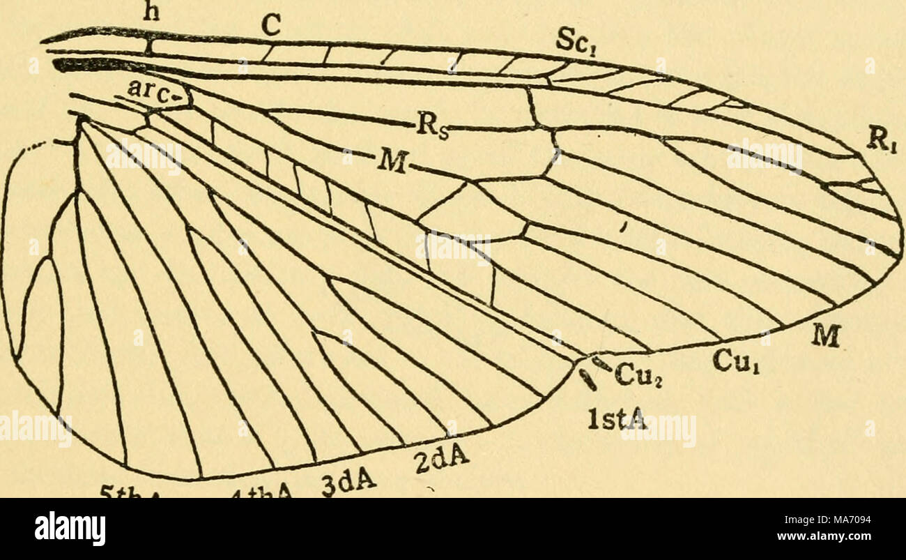 . Elementary lessons on insects . 5 th a 4ttiA. Fig. 5.—The venation of ...
