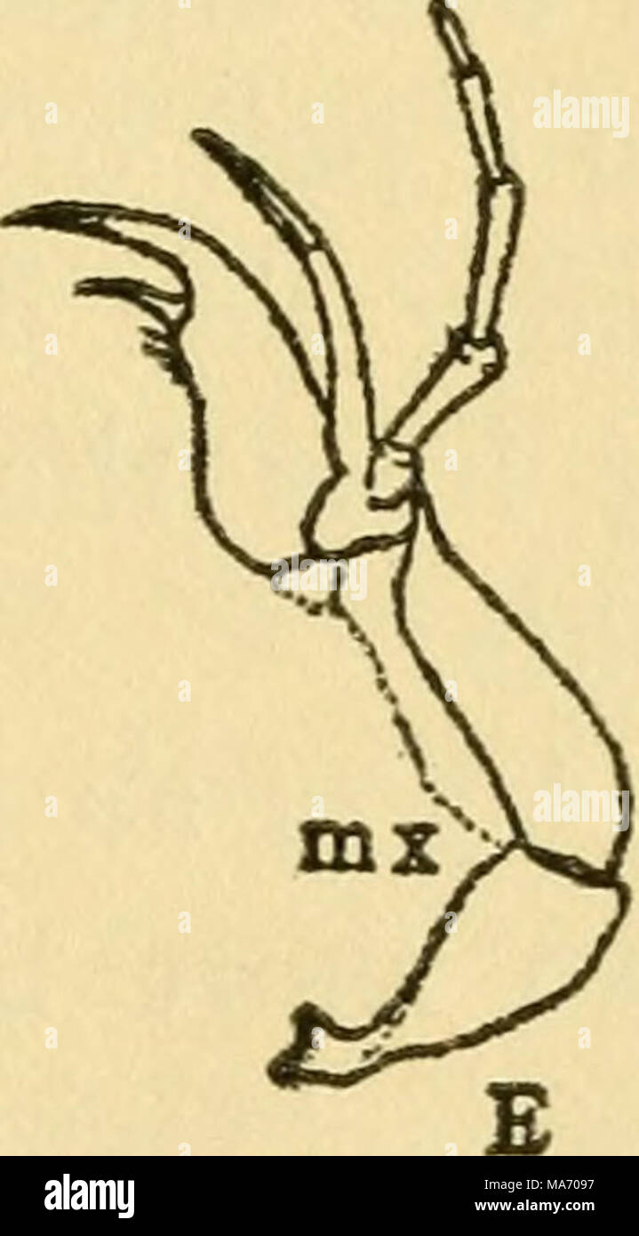 . Elementary lessons on insects . Dorsal side of maxilla Fig. 3.—The ...