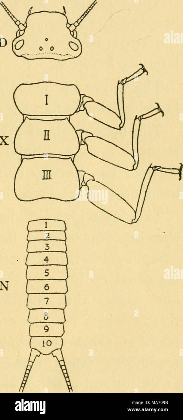 . Elementary lessons on insects . Fig. 2. -A diagram of the structure ...