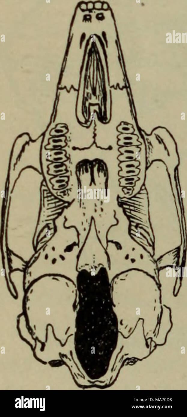 . Elementary lessons in zoölogy : a guide in studying animal life and ...