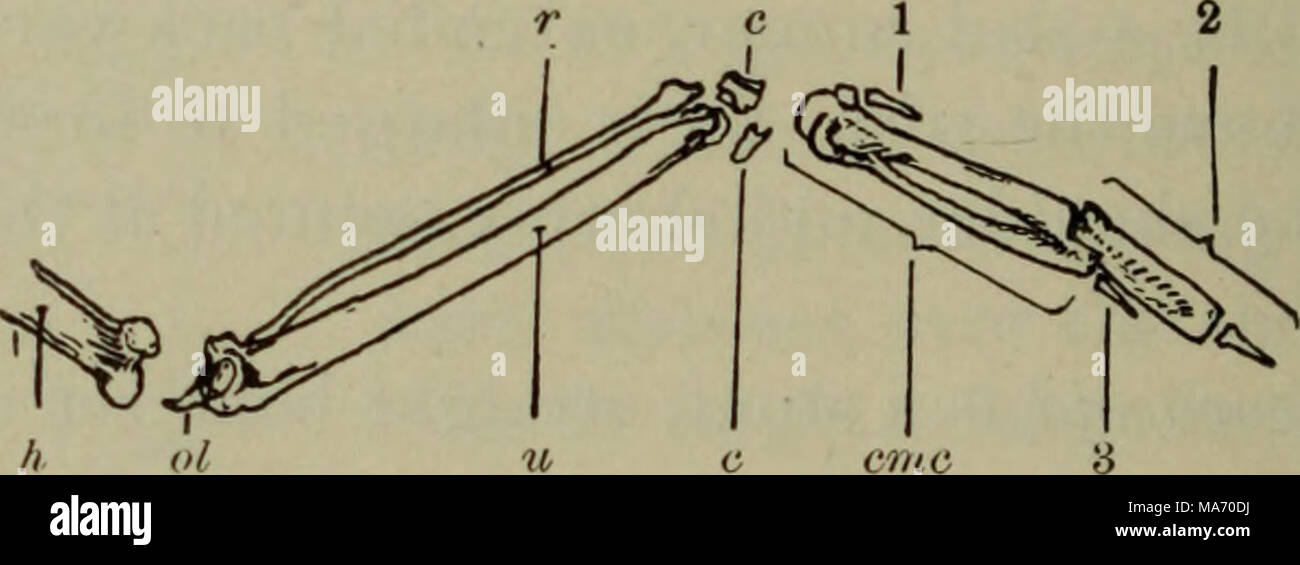Olecranon process hi-res stock photography and images - Alamy