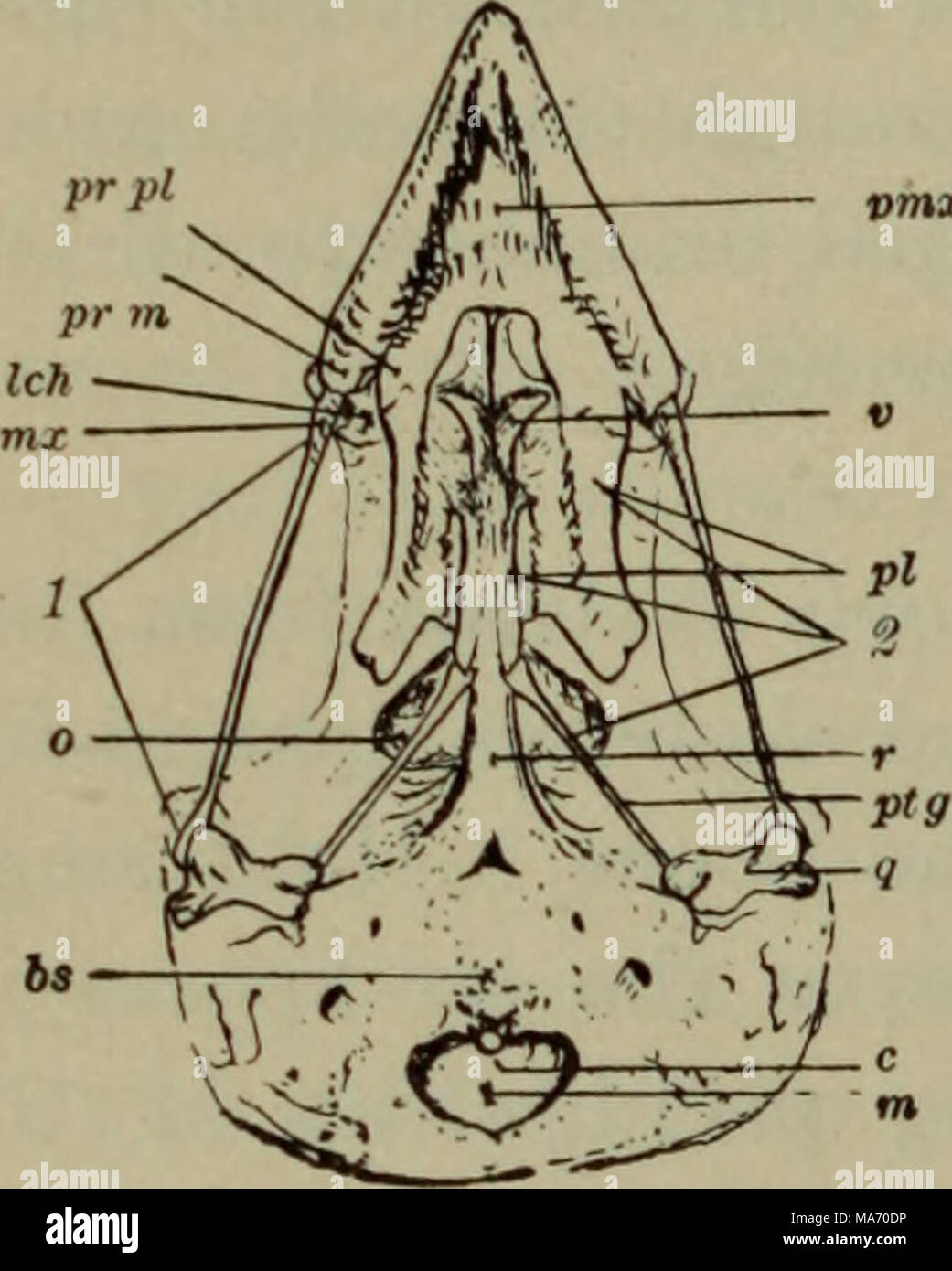 Skull occipital part hi-res stock photography and images - Alamy