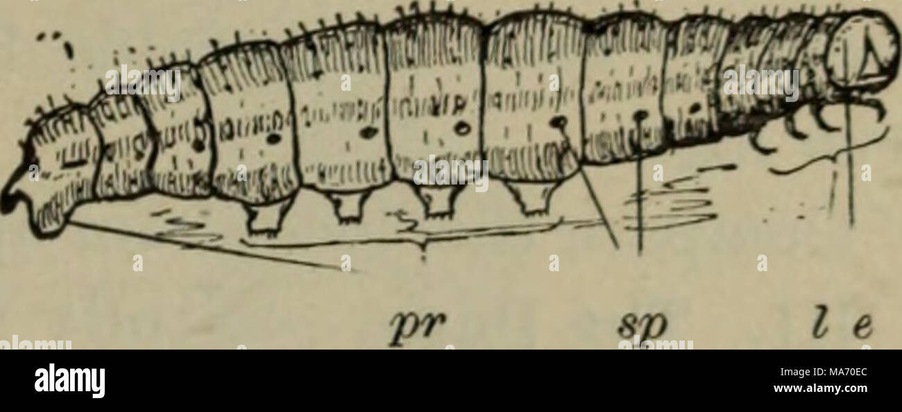 . Elementary lessons in zoölogy : a guide in studying animal life and ...