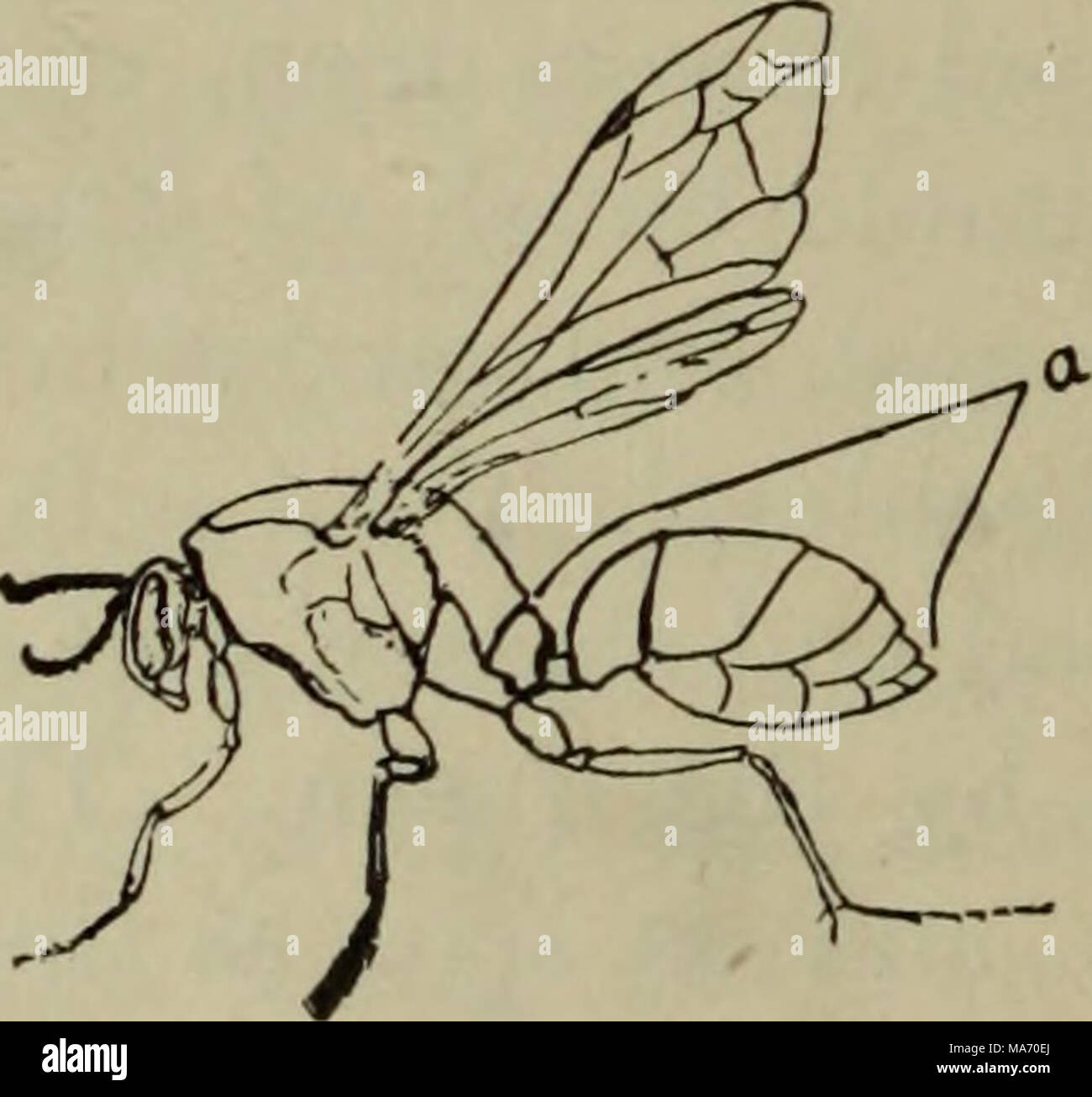 . Elementary lessons in zoölogy : a guide in studying animal life and ...