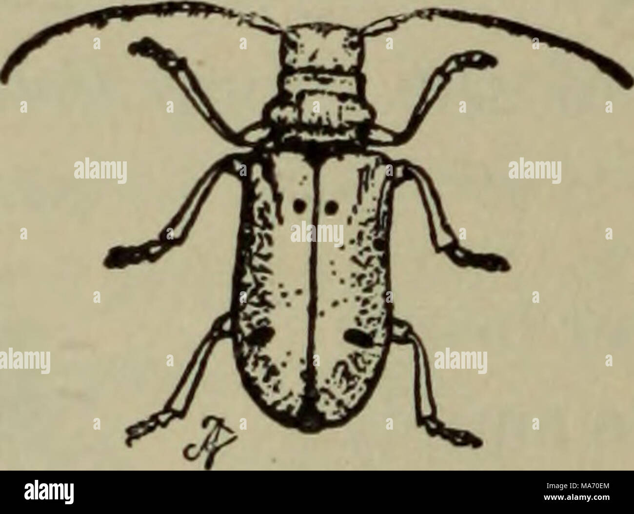 . Elementary lessons in zoölogy : a guide in studying animal life and ...