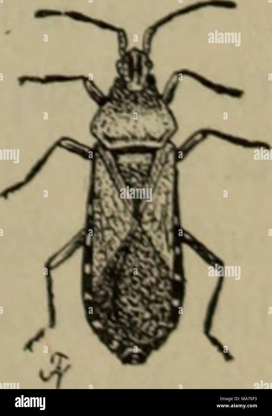 . Elementary lessons in zoölogy : a guide in studying animal life and ...